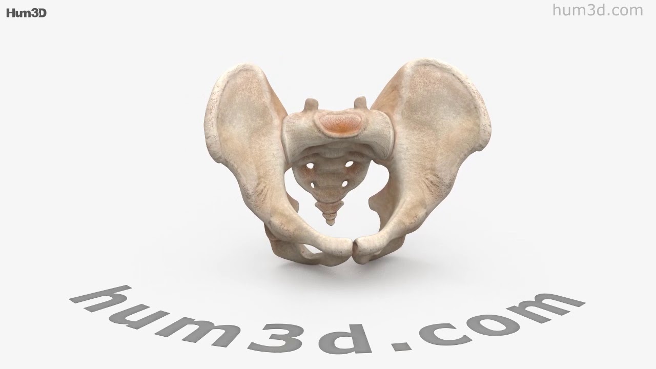 Pelvis 3D model by 3DModels.org
