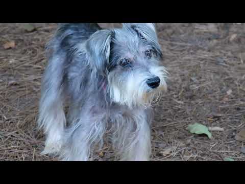Meet Herby a Schnauzer Standard currently available for adoption! 9/5/2019 7:12:11 PM