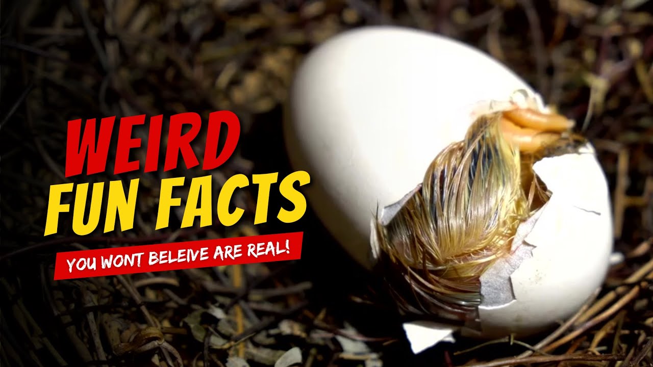 200 Mind-Blowing Weird Fun Facts You Won't Believe are Real! | Random Facts | Amazing Facts