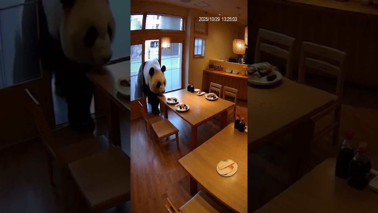 Panda Caught STEALING Sushi from Restaurant 🍣