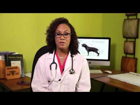 Gorilla Max VS Bully Max: How to choose the right dog supplement