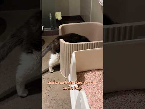 Extra Large Cat Litter Box, that helps you and your cat. #catvideos #cat #litterbox #catlover #michu