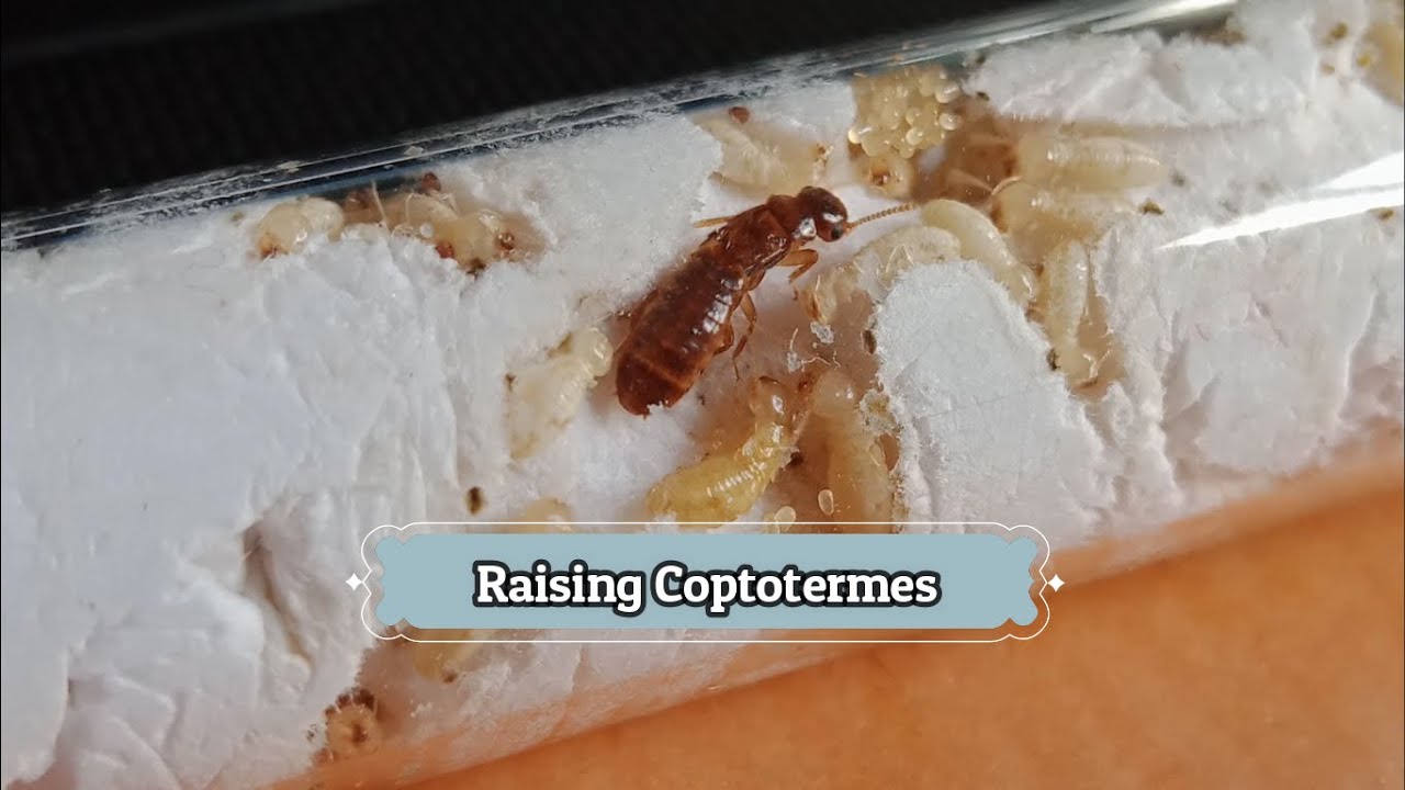 Raising Coptotermes