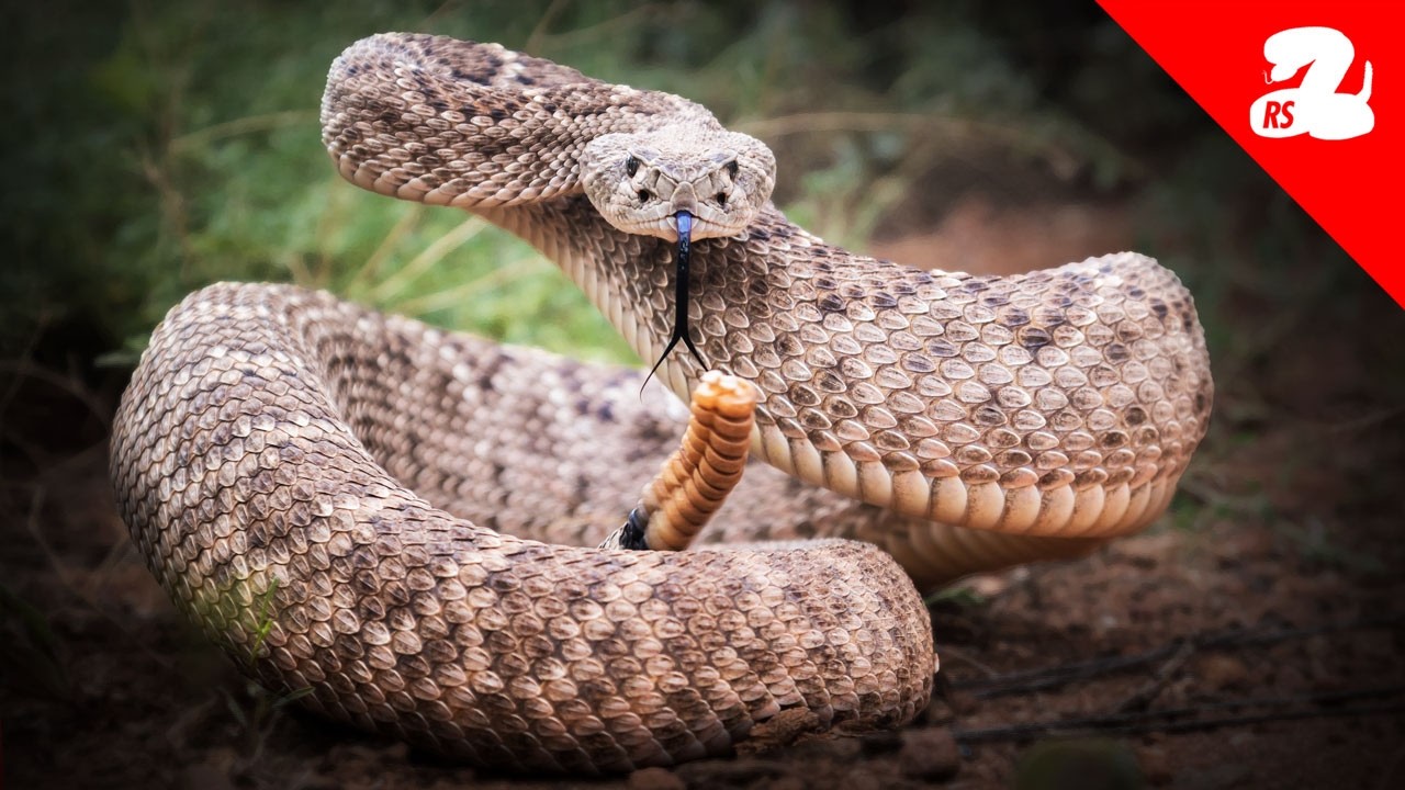 How to Know if a Rattlesnake is Ready to Strike