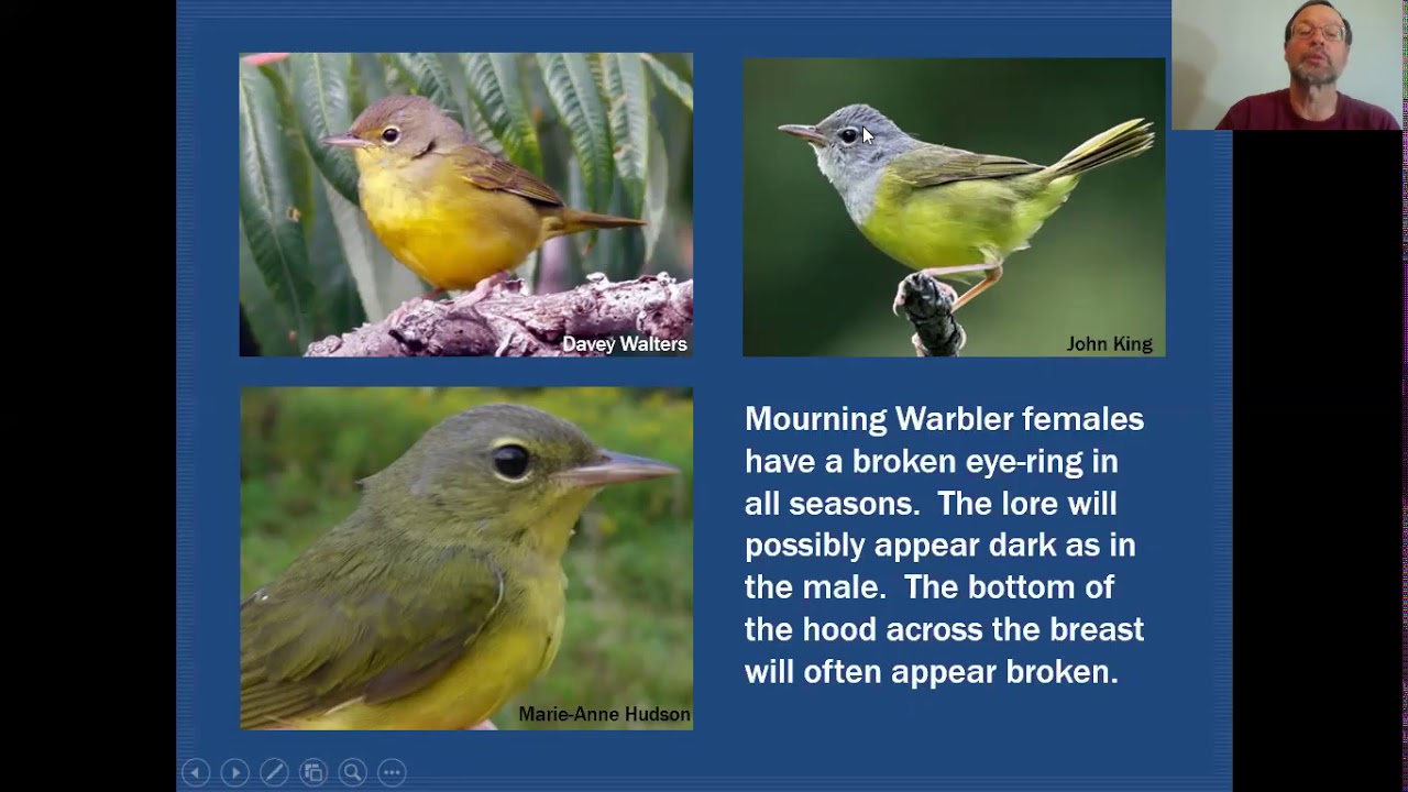 Mini-Tutorial: Connecticut Warbler vs. Mourning Warbler