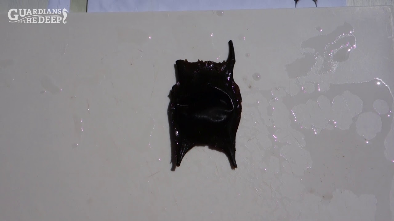 Identifying Egg Cases