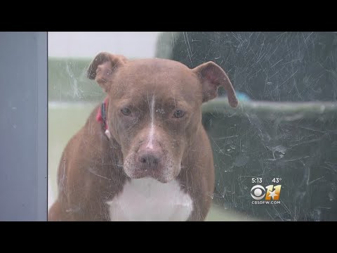 These Dogs Need YOU: Dallas Animal Services At Capacity