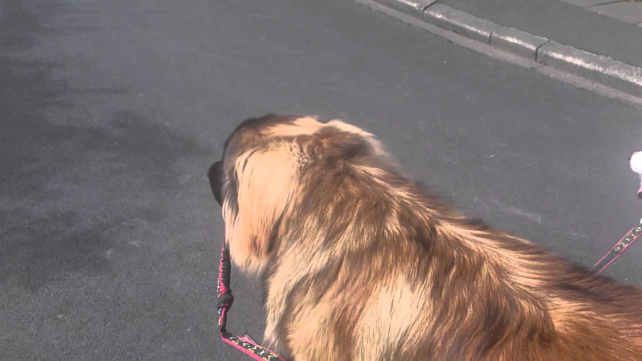 Leonberger walks husky