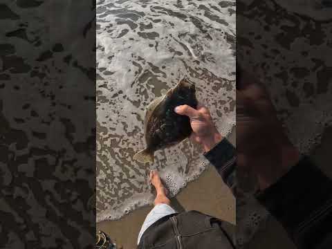Ton of Fluke in the Surf