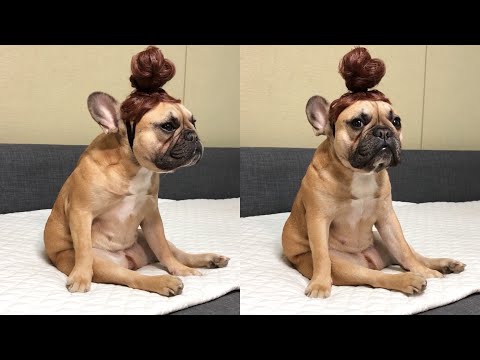 What’s It Like Living With French Bulldogs?