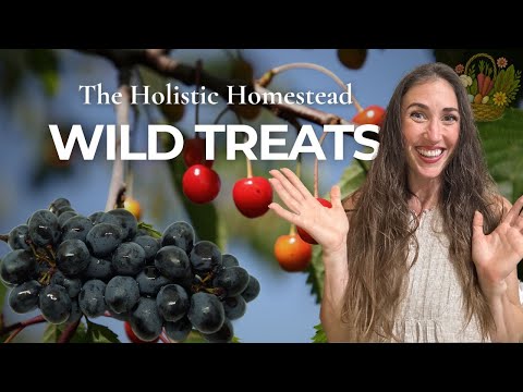Foraging Wild Cherry & Grapes in the Appalachian Mountains (Ep. 2)