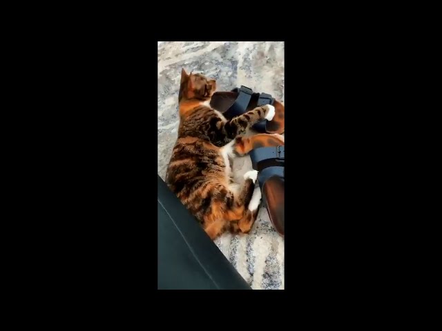 Twitter breaks after Minecraft star Dream‘s alleged cat surfaces in ...