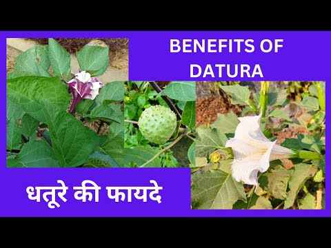 рдзрддреВрд░реЗ рдХреА рдлрд╛рдпрджреЗ | BENEFITS OF DATURA |Benefits of THORN APPLE | рдХрд▓рд╛ рдзрддреВрд░реЗ рдХреА рдлрд╛рдпрджреЗ | HINDI |