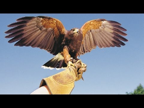 Learn the Sports of Falconry