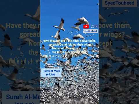 Birds of a feather flock together #Fly high, dream big.#shortsvideo