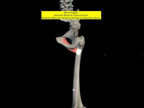 pectineus muscle with origin insertion Nerve supply |lowerlimb anatomy |mbbs 1st year|3d anatomy