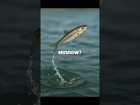 You Didn’t Know THIS About Minnows! 🐟