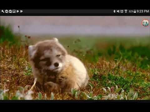 fox gifs