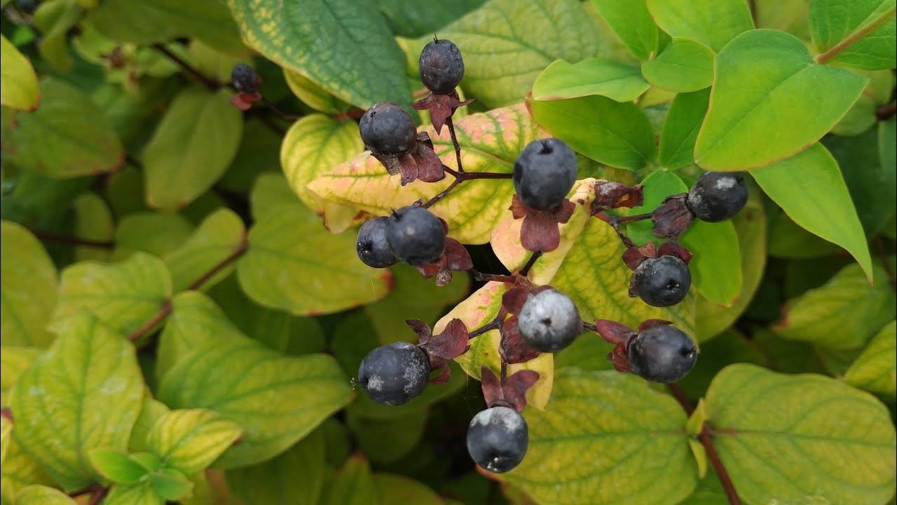 Overripe Shrubby St John's Worth (Hypericum androsaemum) berries tasting