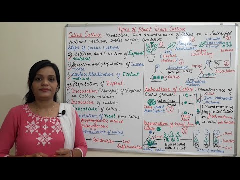 Class (40) =Plant Tissue Culture (Part 06) | Types of Plant Tissue Culture (Part 3) |Callus Culture