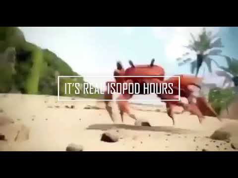 Steam Community :: Video :: real isopod hours