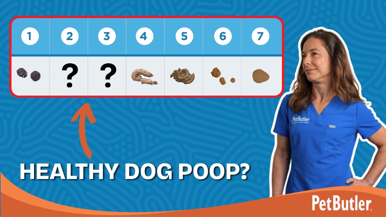 What Healthy Dog Poop Should Look Like | Ask A Veterinarian