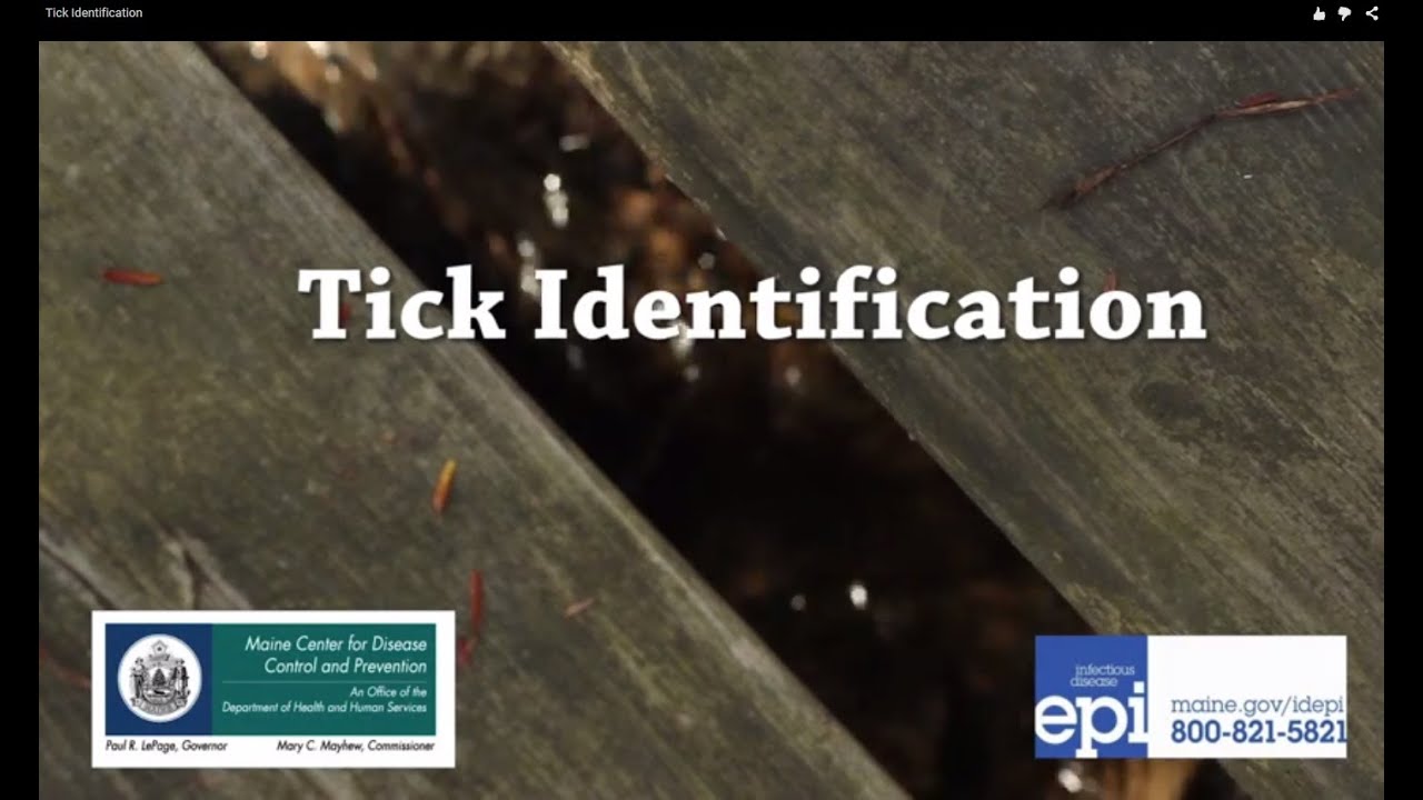 Tick Identification