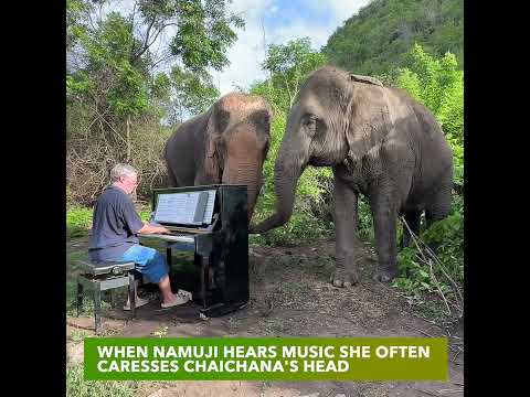 Piano for Two Elephant Friends #piano #music #classicalmusic #pianomusic #elephant