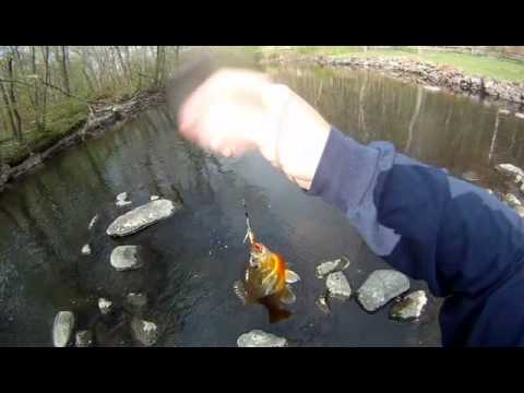 Multi-Species on the Musconetcong River