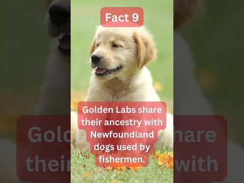 9 Facts Golden Labrador Retrievers! 🐕✨ #goldenlabrador #labrador #dog #puppy #retriever