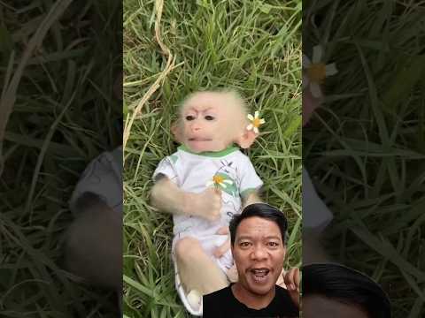 BABY MONKEY IS RELAXING โผ๏ธ
