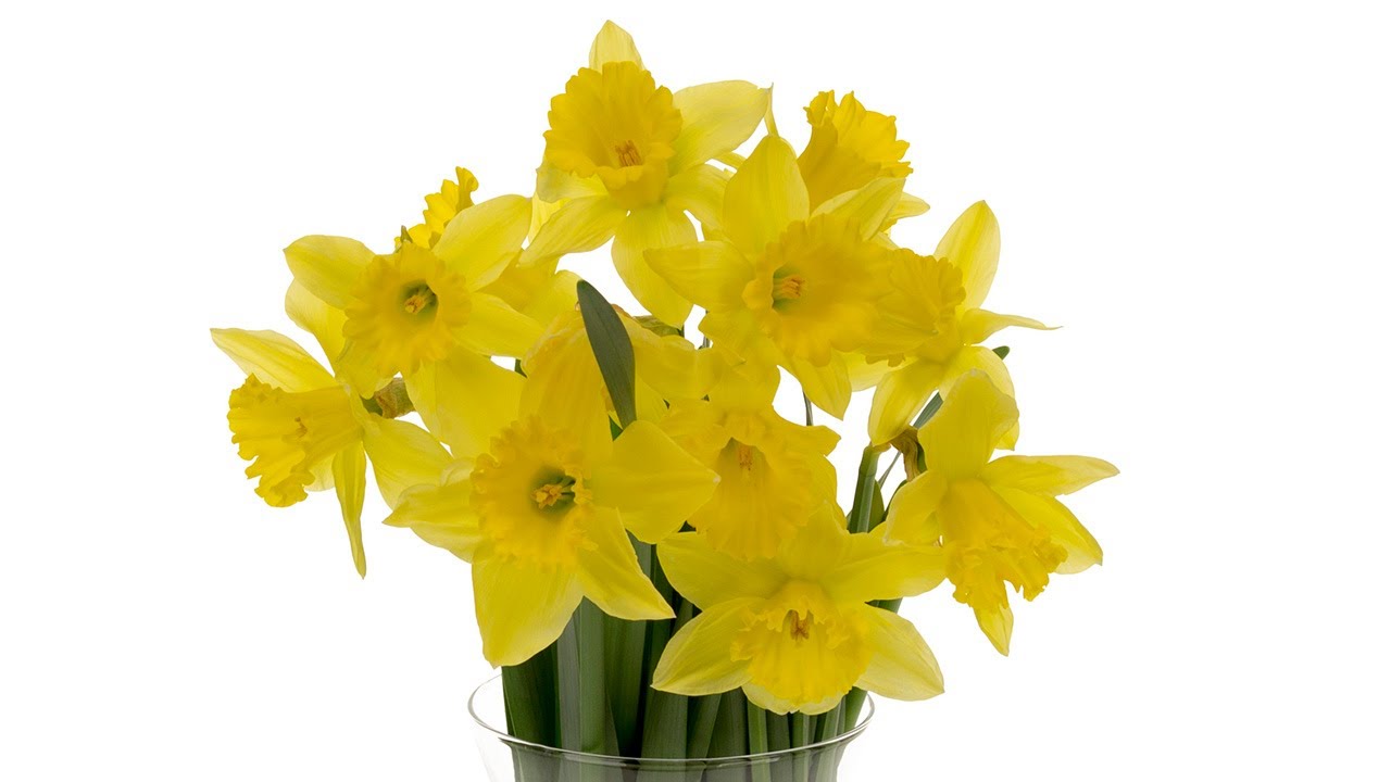 Daffodil Care and Handling