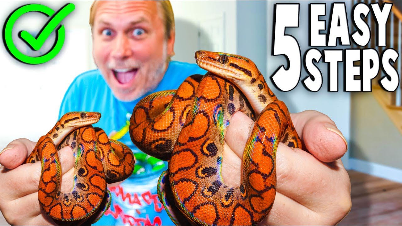 Get A Reptile By Following These 5 Easy Steps!