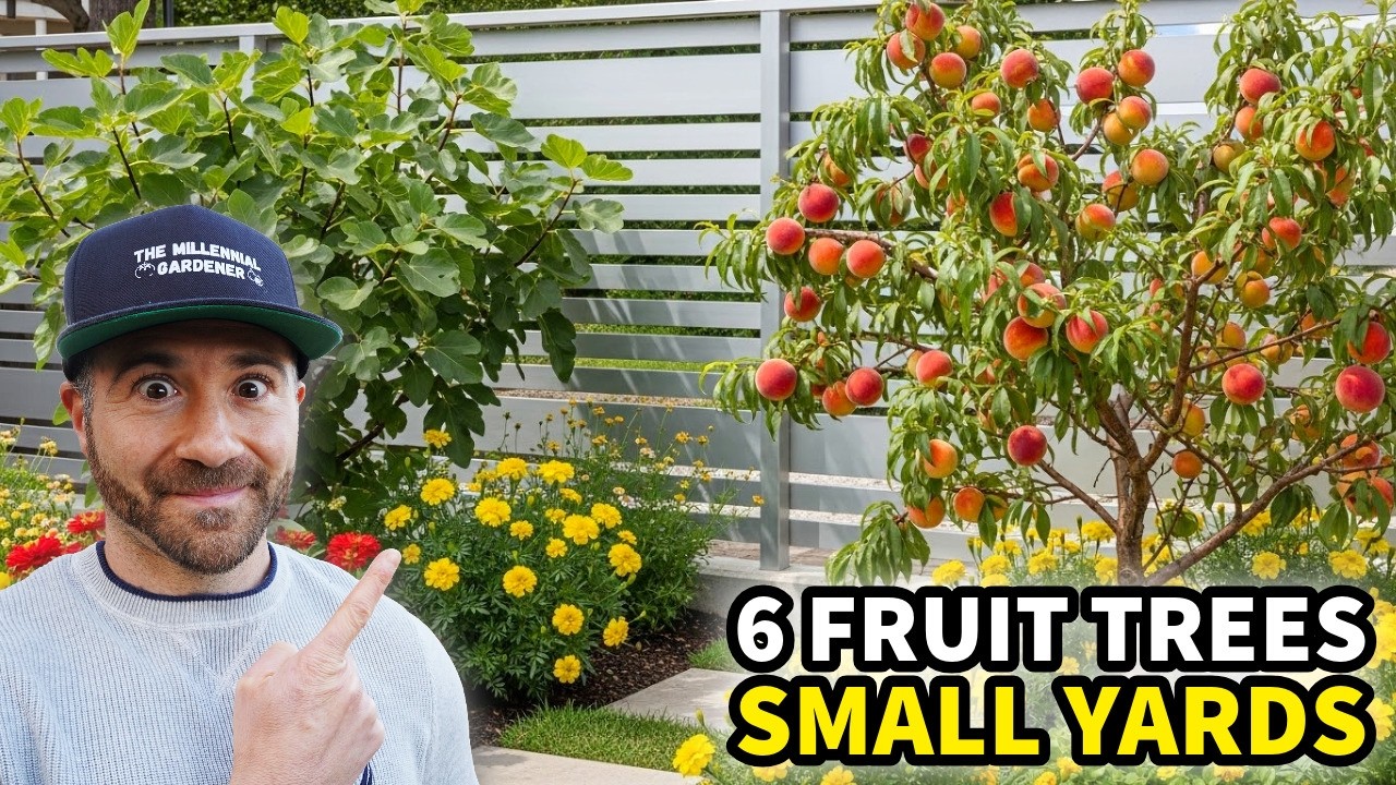 BIG FRUIT, Small Yard: 6 Tiny Fruit Trees For HUGE Harvests!