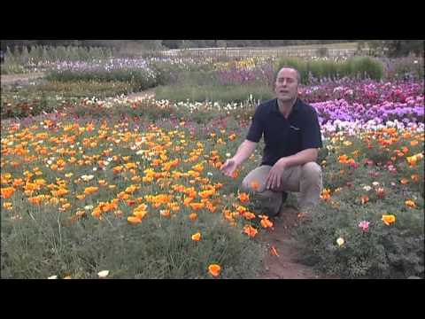 See our hardy annuals trial at Mr Fothergill's