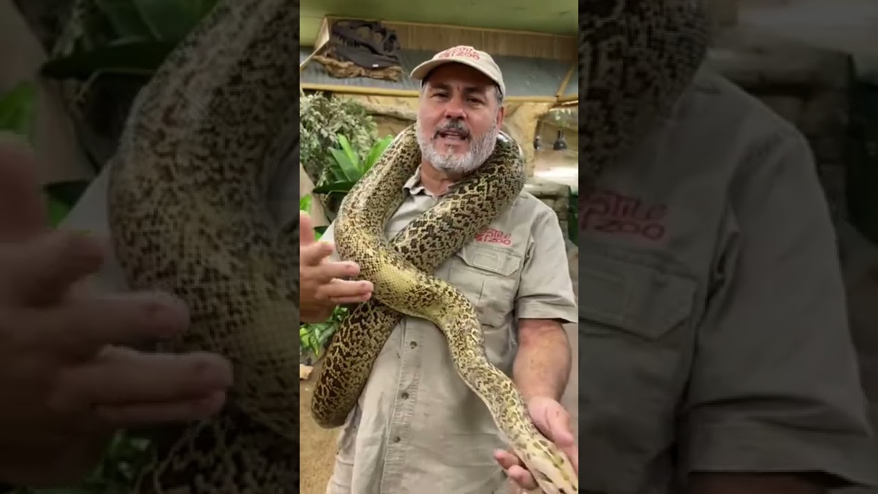 REAL PYTHON STATUS#shorts