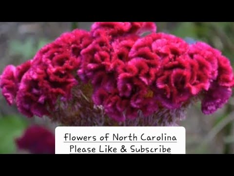 Flowers of the North Carolina Forest