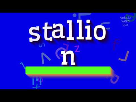 HOW TO SAY STALLION? #stallion
