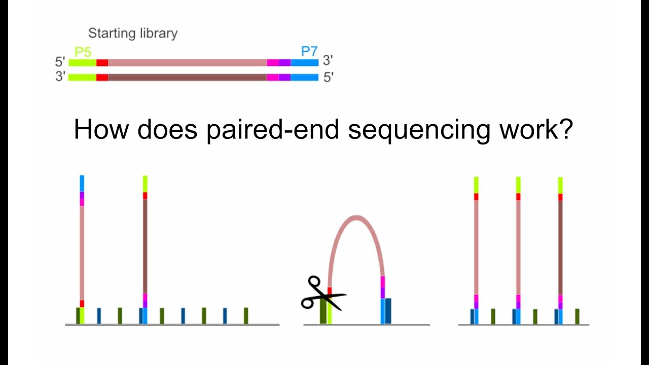 NGS How does paired end sequencing work?