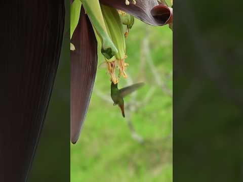 Fakta Burung Kolibri #burungkolibri #shortvideo #feedshorts #faktaunik #fakta #faktamenarik