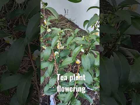 Beautiful Tea Flowers (Camellia sinensis) Zone 9B