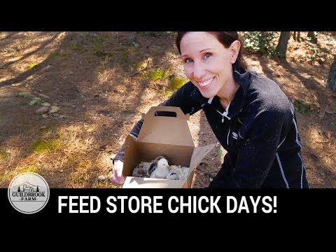 New Chicken Owners: Should You Get These Baby Chicks?
