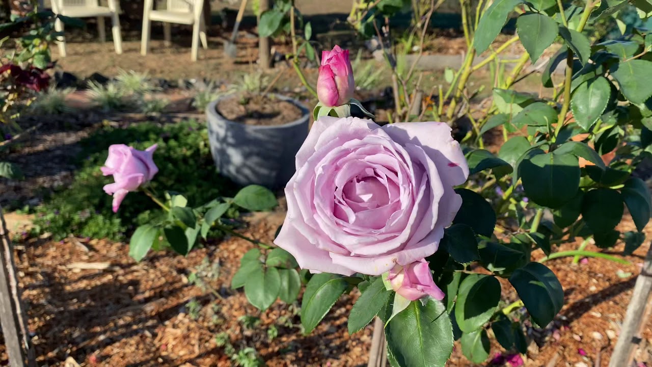 Blue Moon.            Rose series