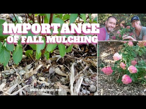 🍁 Importance of Fall Mulching - SGD 168 🍁