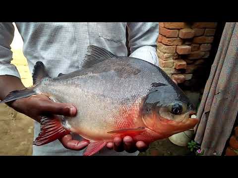 Rupchanda Fish Seed - Wholesale Price & Mandi Rate for Rupchanda seed ...