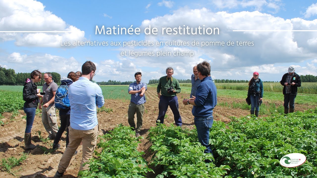 Des pommes de terre et des légumes plein champ sans pesticides ...