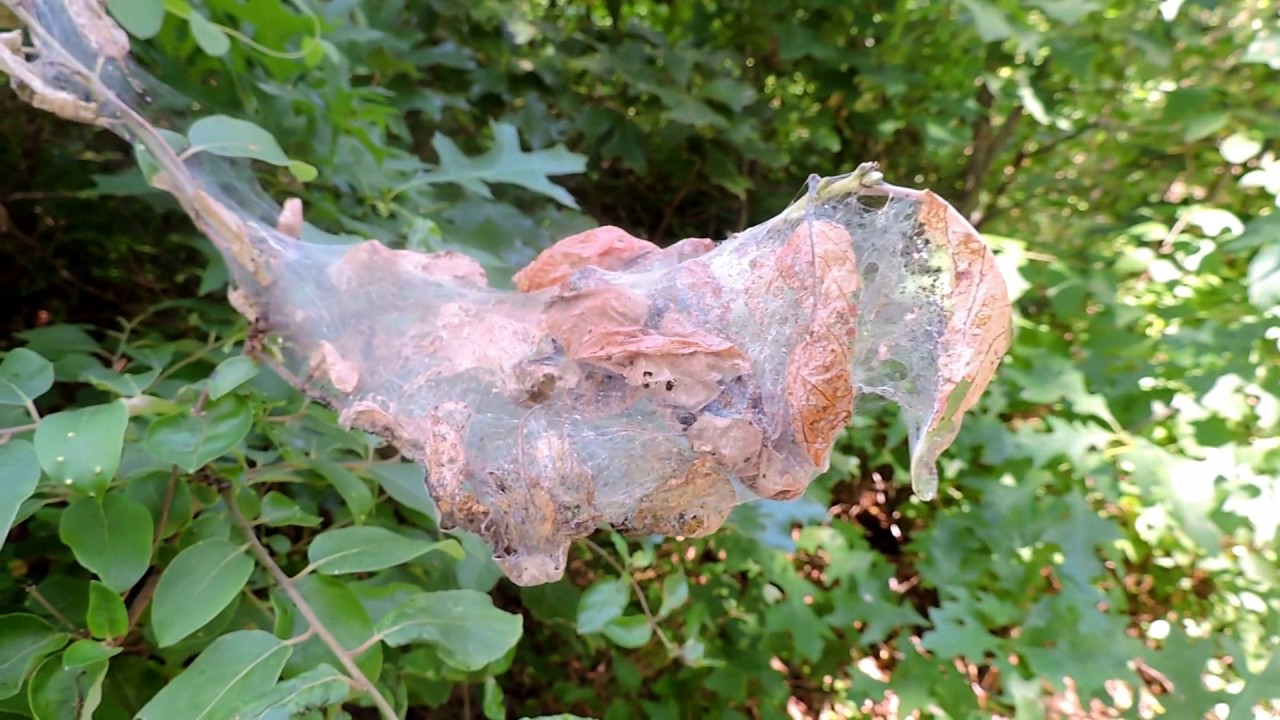 Capital Naturalist: Fall Webworms