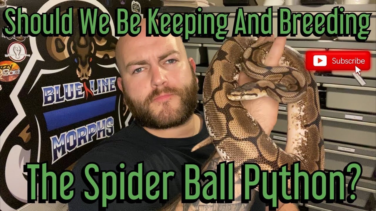 Should We Be Keeping And Breeding The Spider Ball Python!?
