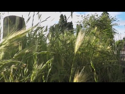 Foxtail grass: How the plant can kill pets