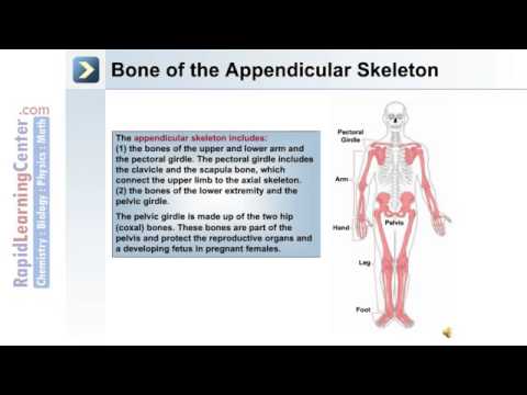 19.The Skeletal System 2 What is Appendicular Skeleton